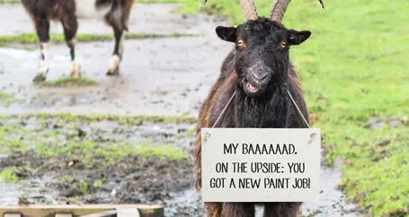 Goat Shaming