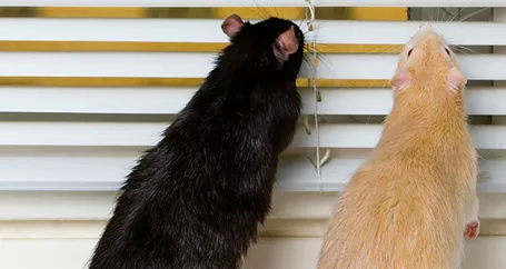 Squeaky Rats Vs. RV Insurance : Farmers Insurance